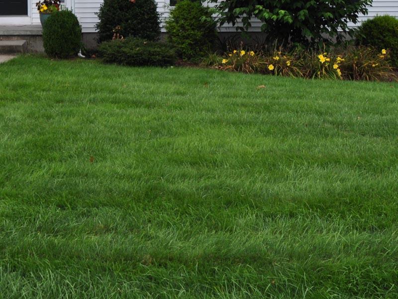 Micro Nutrient Package & Lime Application Company - Carrier's Turf Pros ...