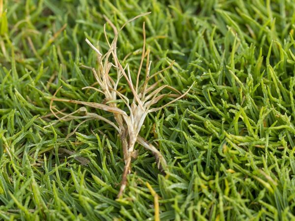 Lawn Disease Control Fungicide Program - Carrier's Turf Pros Lawn Care